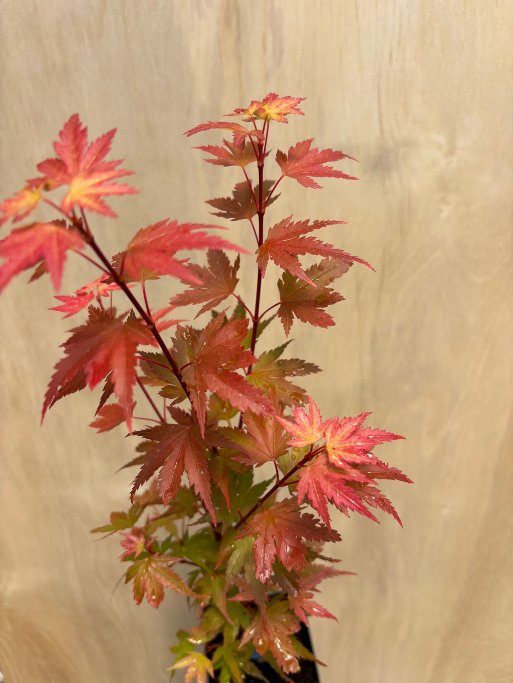 Acer Palmatum ‘Coonara Pygmy ‘ – C.R.Maples
